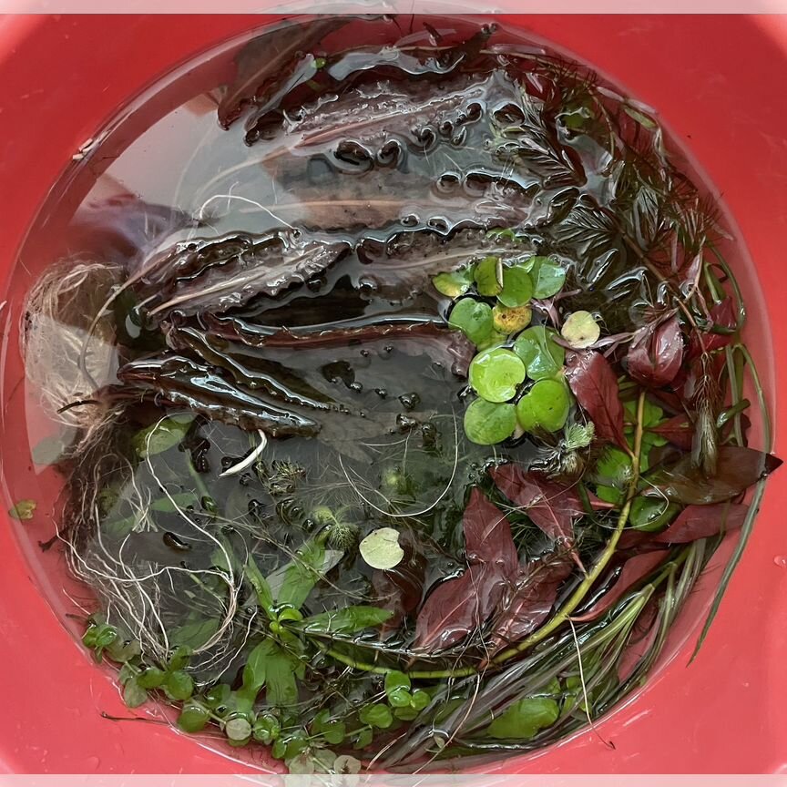 Тазик аквариумных растений