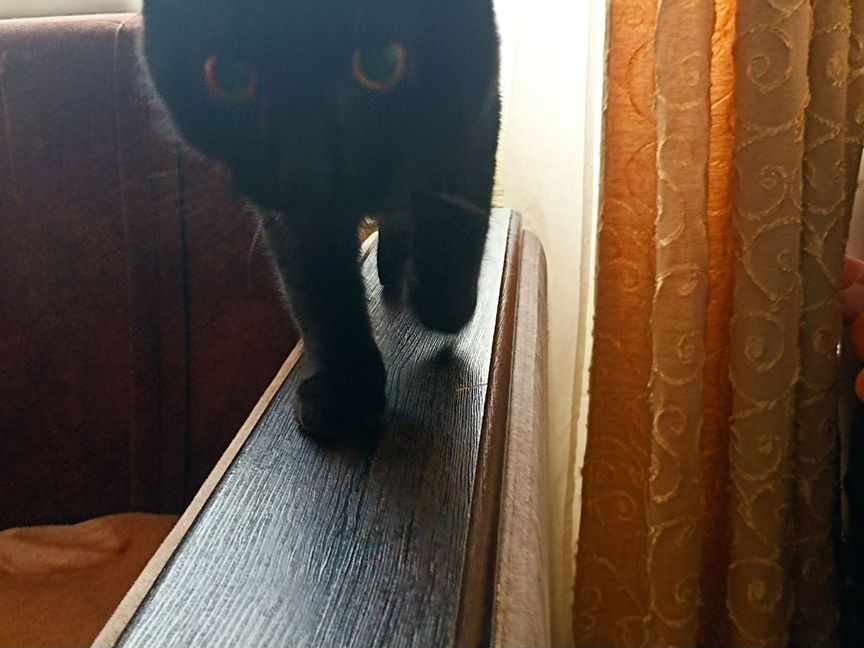 Черный котенок