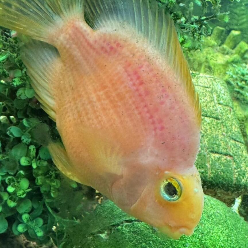 Рыбки аквариумные пресноводные