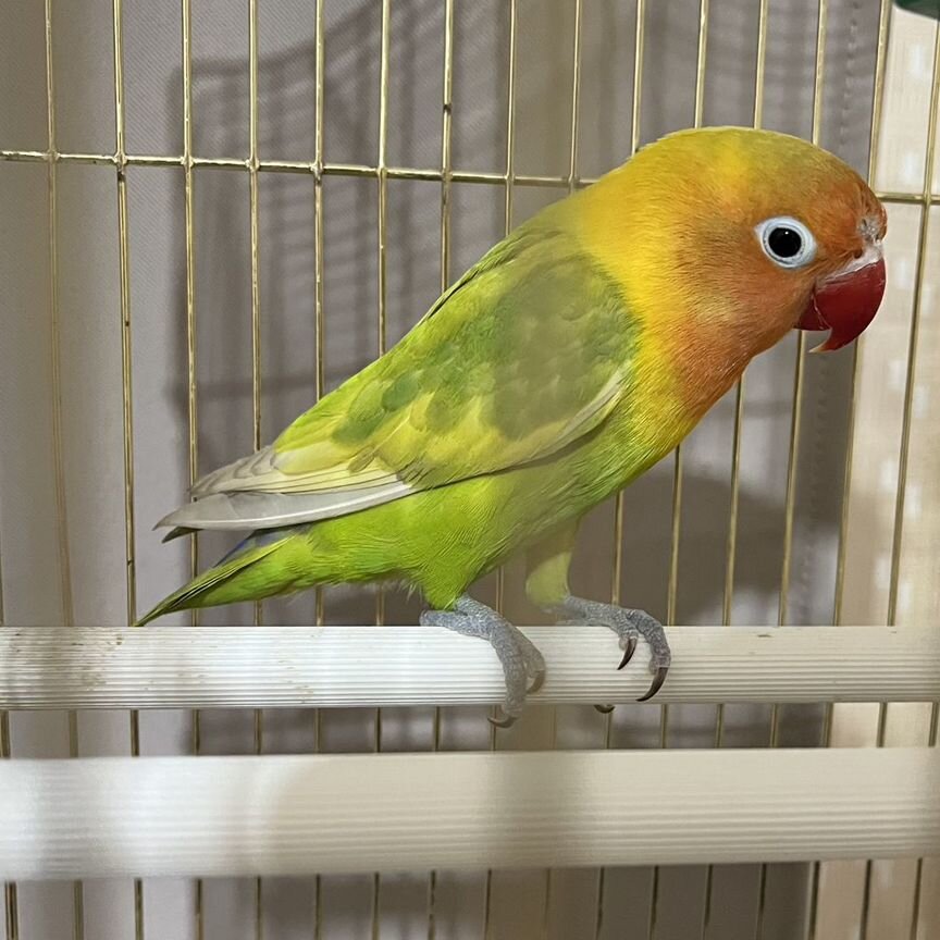 Попугай неразлучник