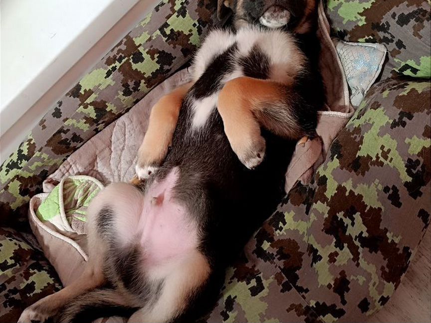 Щенок в добрые руки