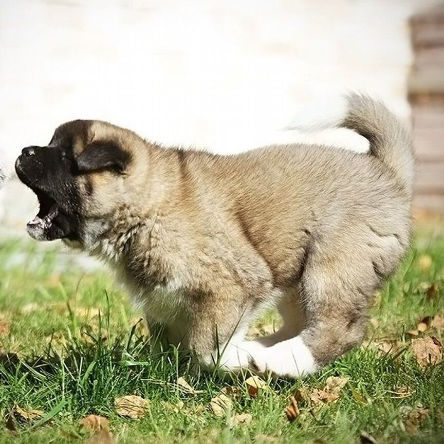 Щенки американской акиты