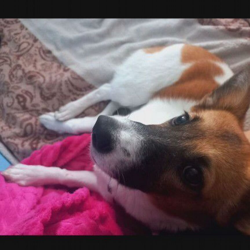 Корги Джек рассел