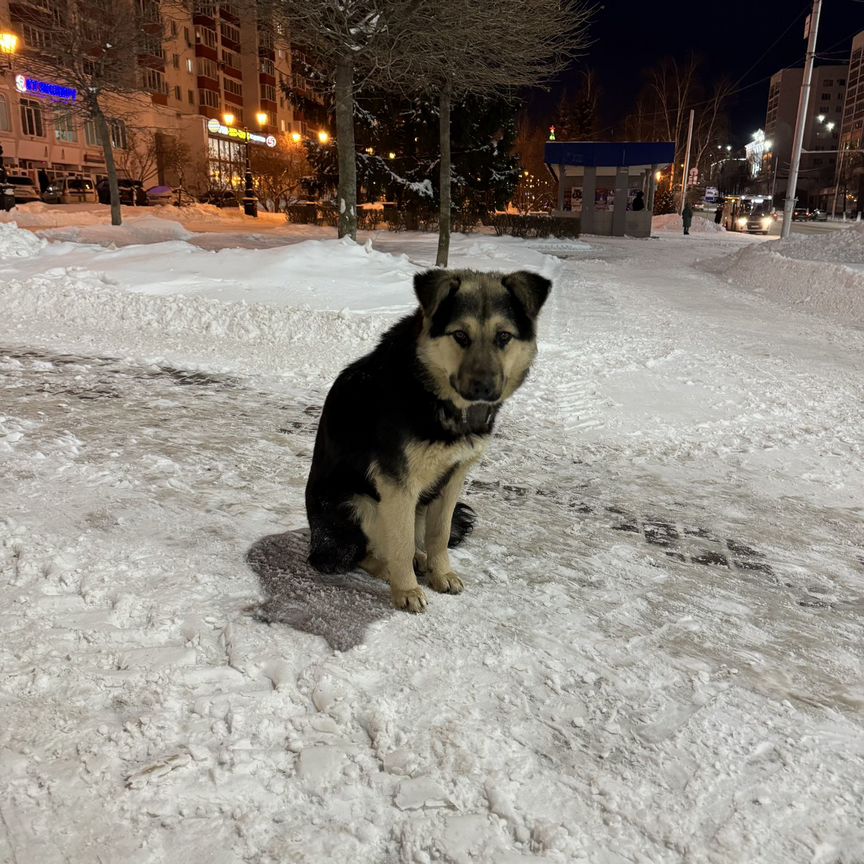 Собака потеряшка с ошейником