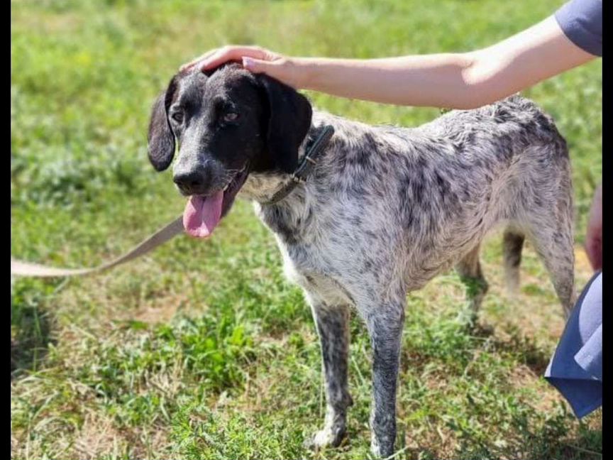Дратхаар метис собака из приюта