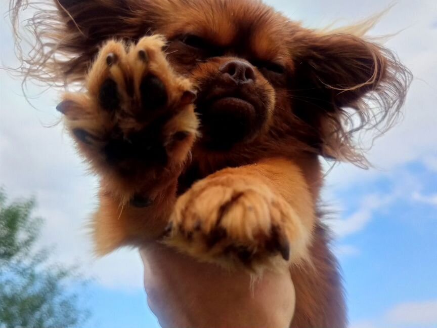 Вязка чихуахуа