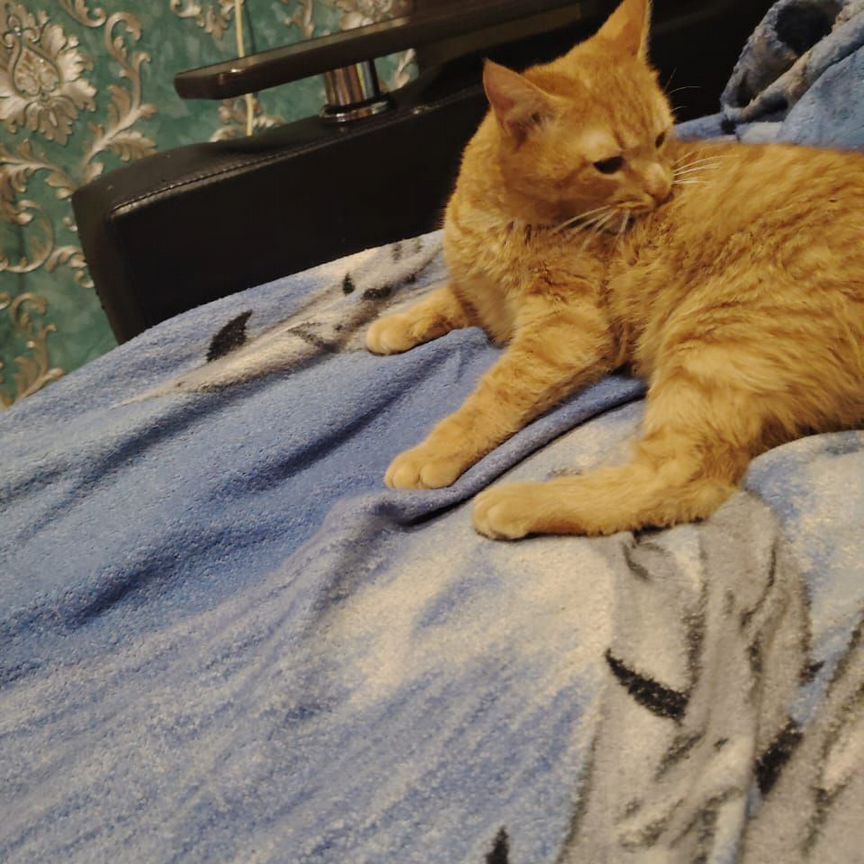 Котики бесплатно в добрые руки