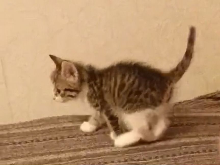 Заботливым родителям милый котик