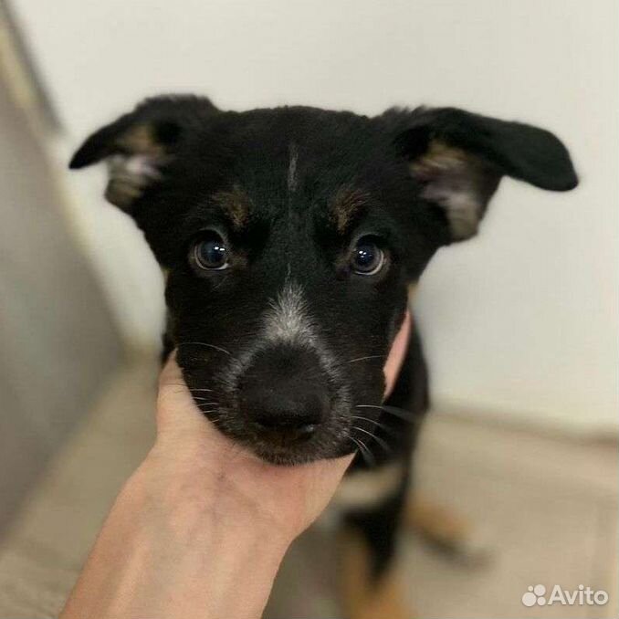 Солнышко в добрые руки