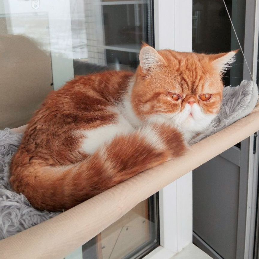 Экзотический кот в хорошие руки