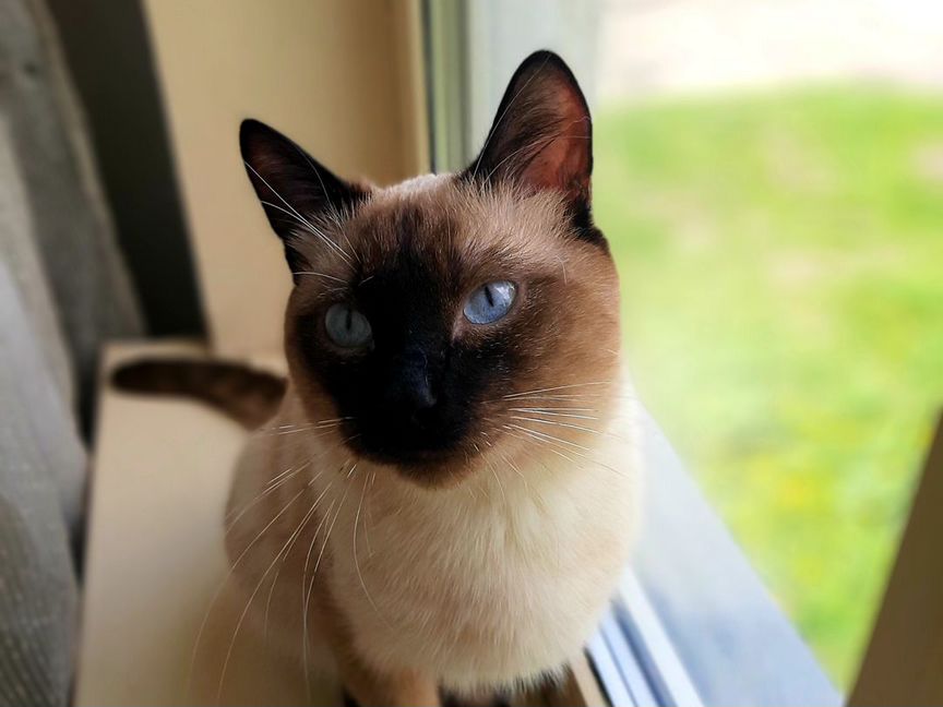 Котик 1 год, кастрирован