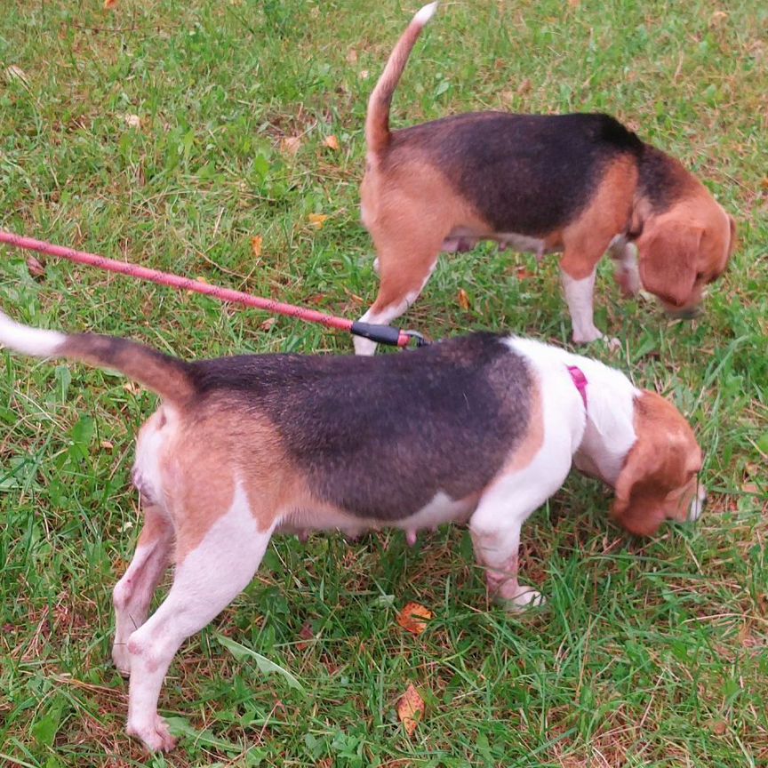 Бигль, взрослая собака