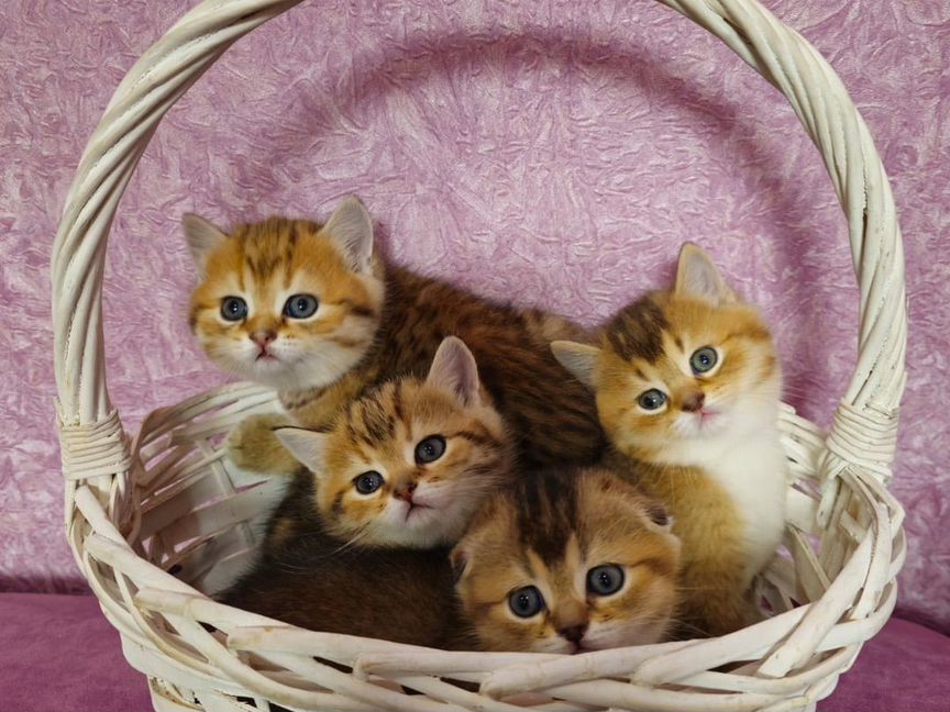 Шотладские котята
