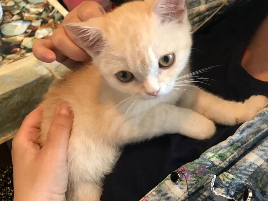 Британский котенок мальчик 2 мес