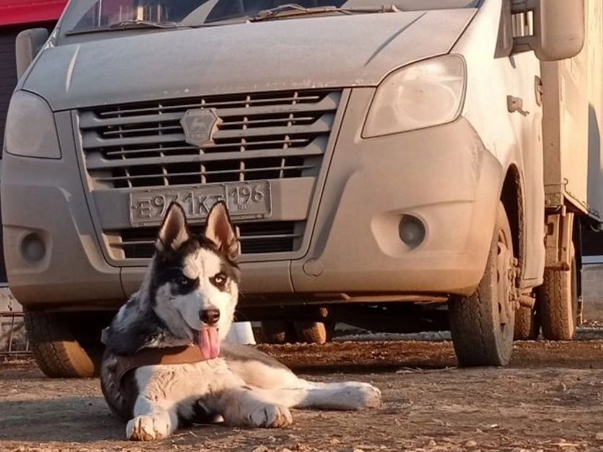 Взяка Хаски