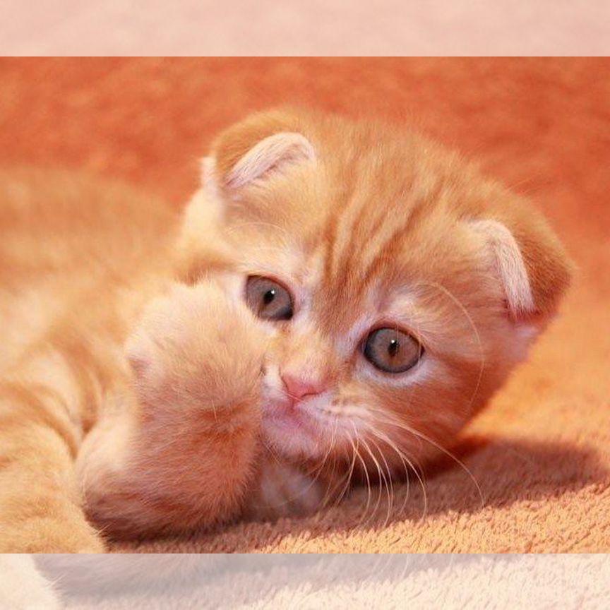 Шотландский вислоухий -рыжик