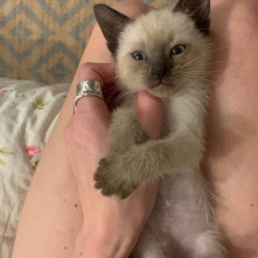 Сиамский котенок в добрые руки