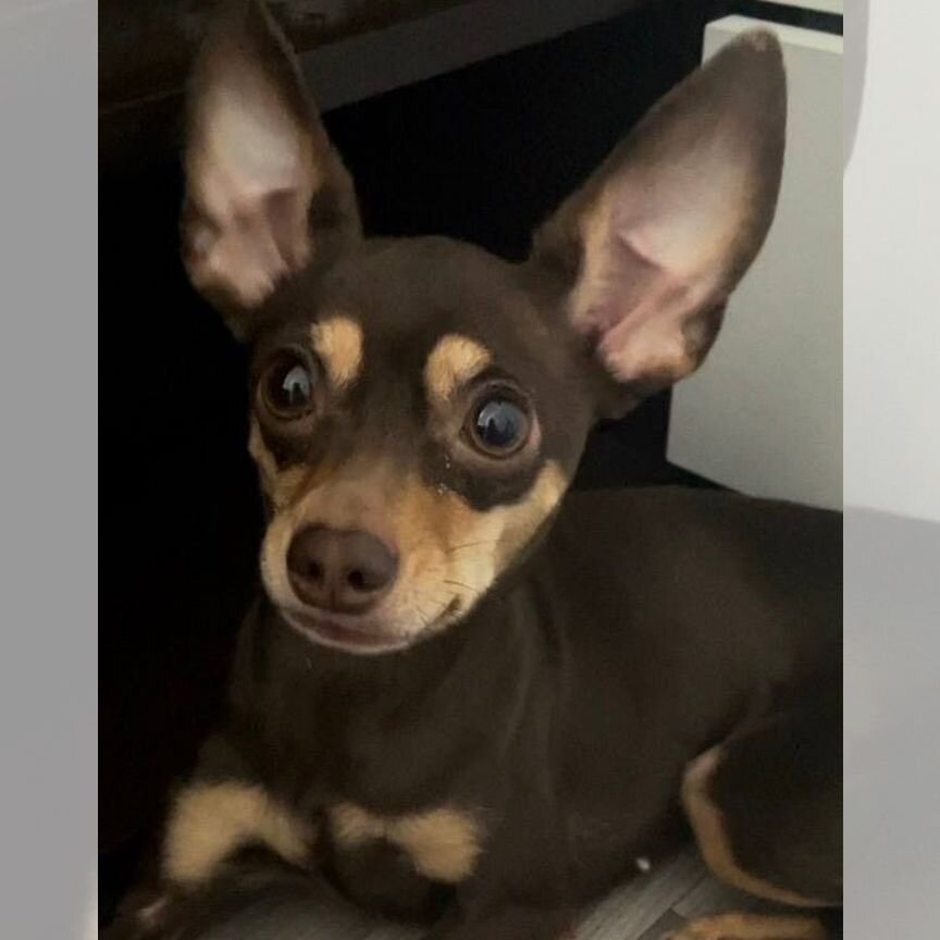 Английский той-терьер, взрослая собака