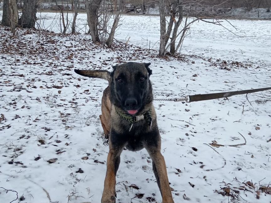 Бельгийская овчарка малинуа в добрые руки