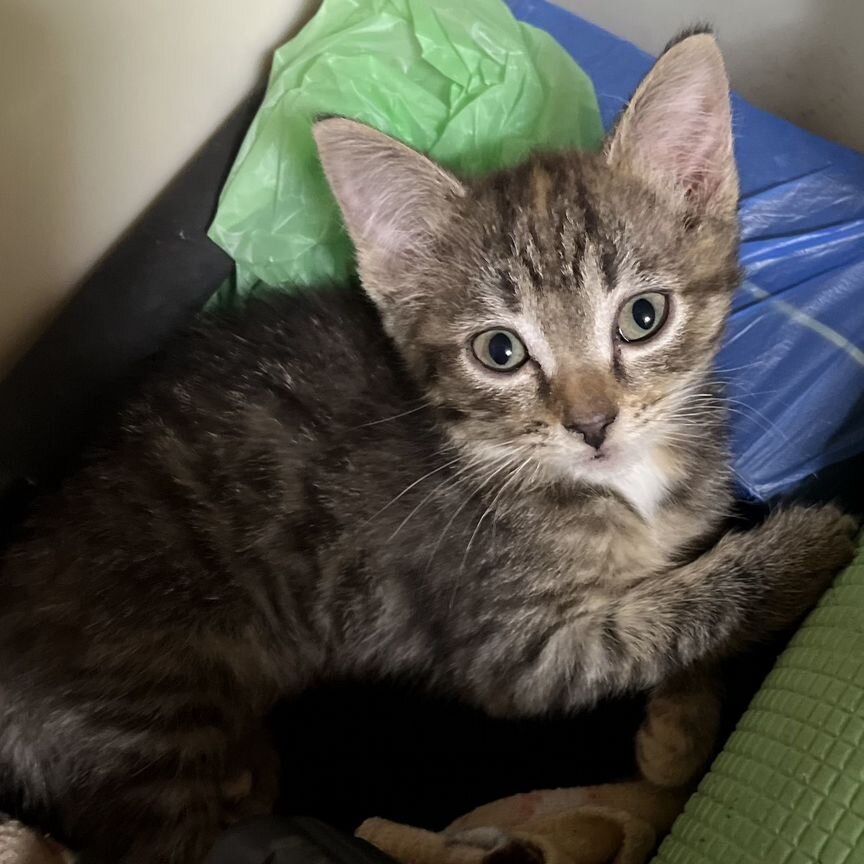 Котёнок в добрые руки