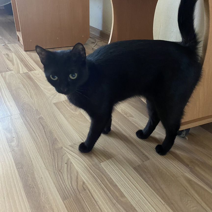 Ласковая кошка черная