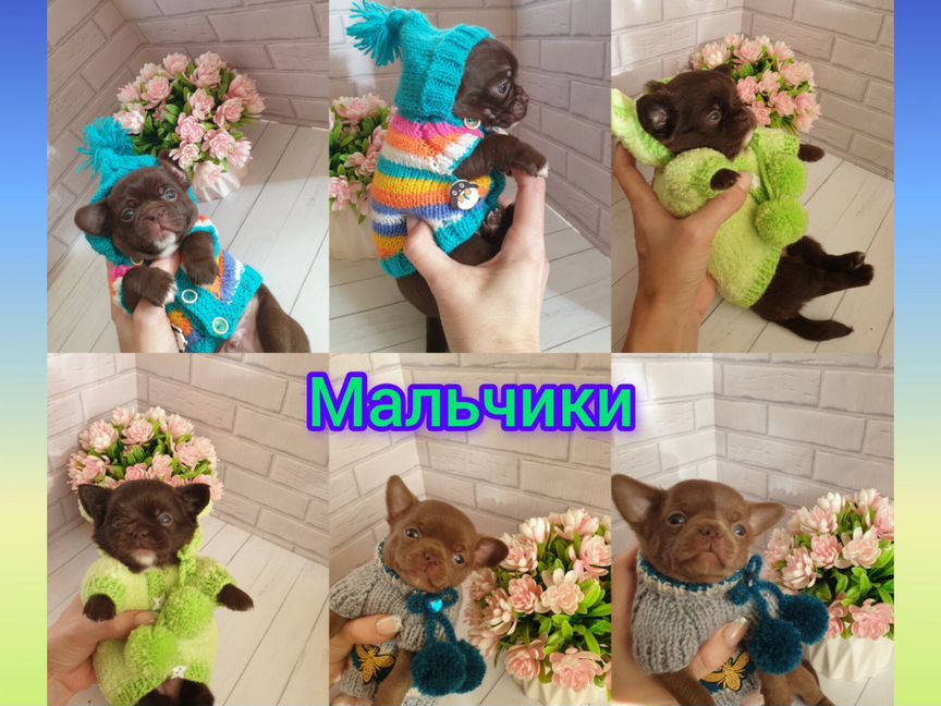 Чихуахуа(мальчики и девочки)