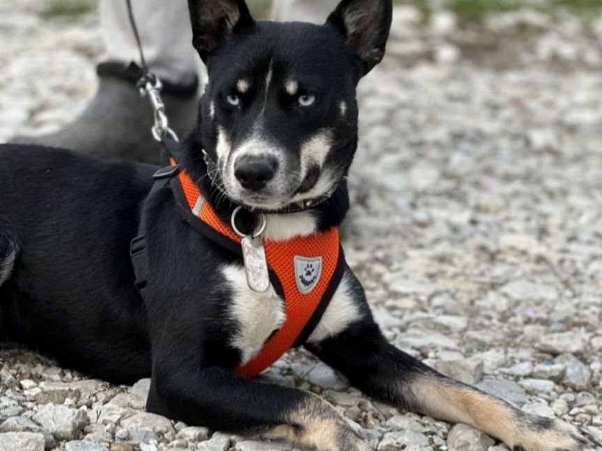 Собака в добрые руки