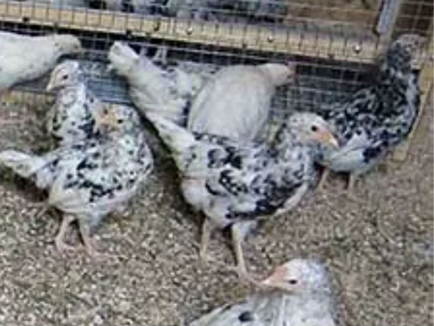 Пушкинская порода кур