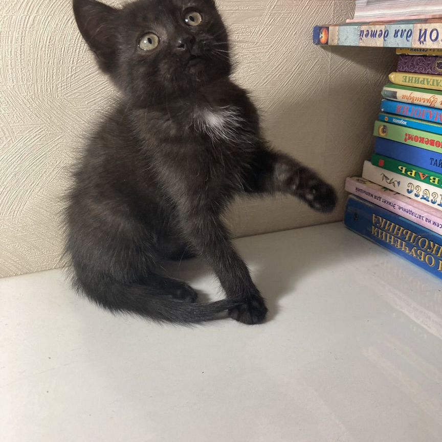 Кошечка в добрые руки