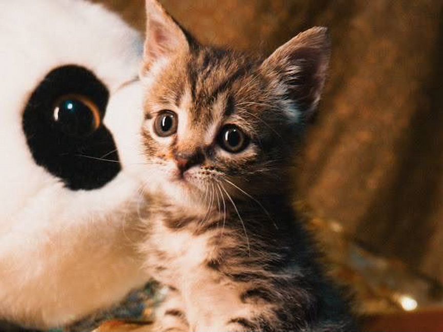 Котенок 1 месяц