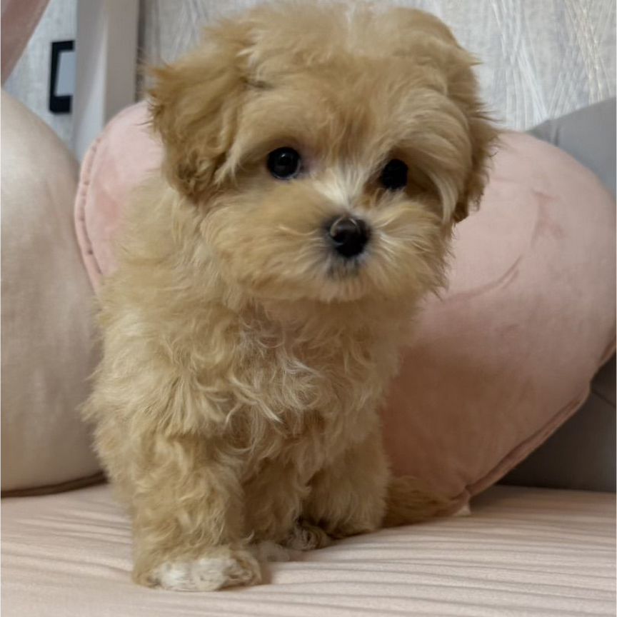 Мальтипу, щенок