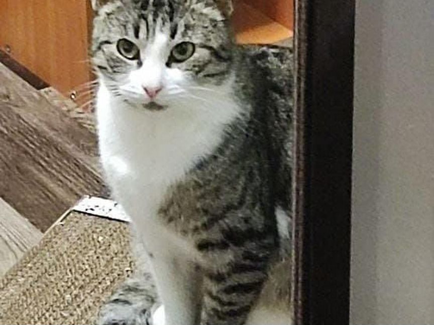 Кошечка асти, 1.5 г.,стерилиз.,привита, passport