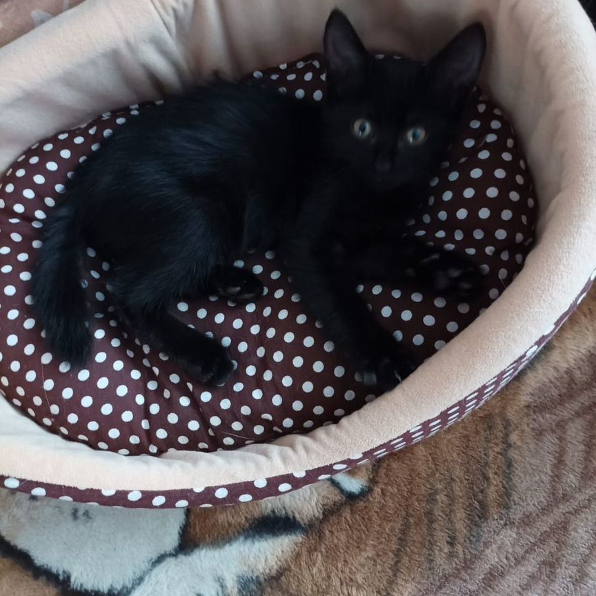 Чисто черный котик, 3,5 мес