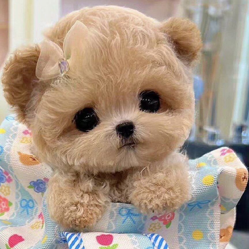 Мальтипу, щенок