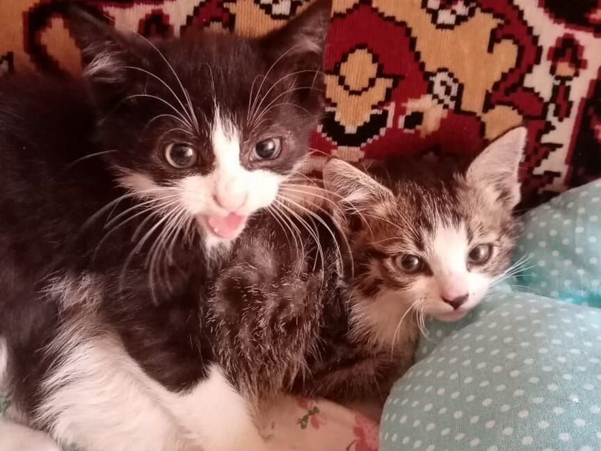 Кошки в добрые руки бесплатно