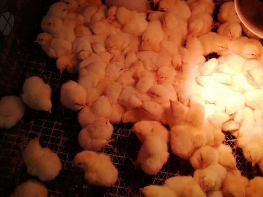 Цыплята бройлеры суточные и подрощенные две недели