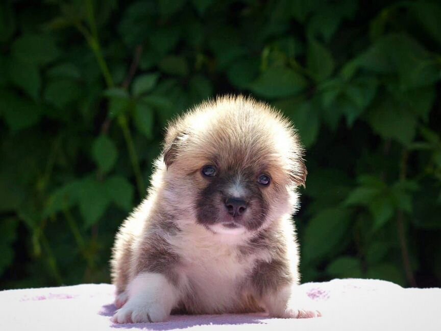 Вельш-корги пемброк