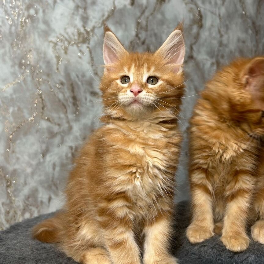 Мейн-кун девочка