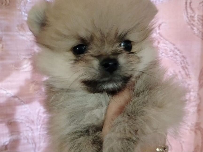 Померанский шпиц мини