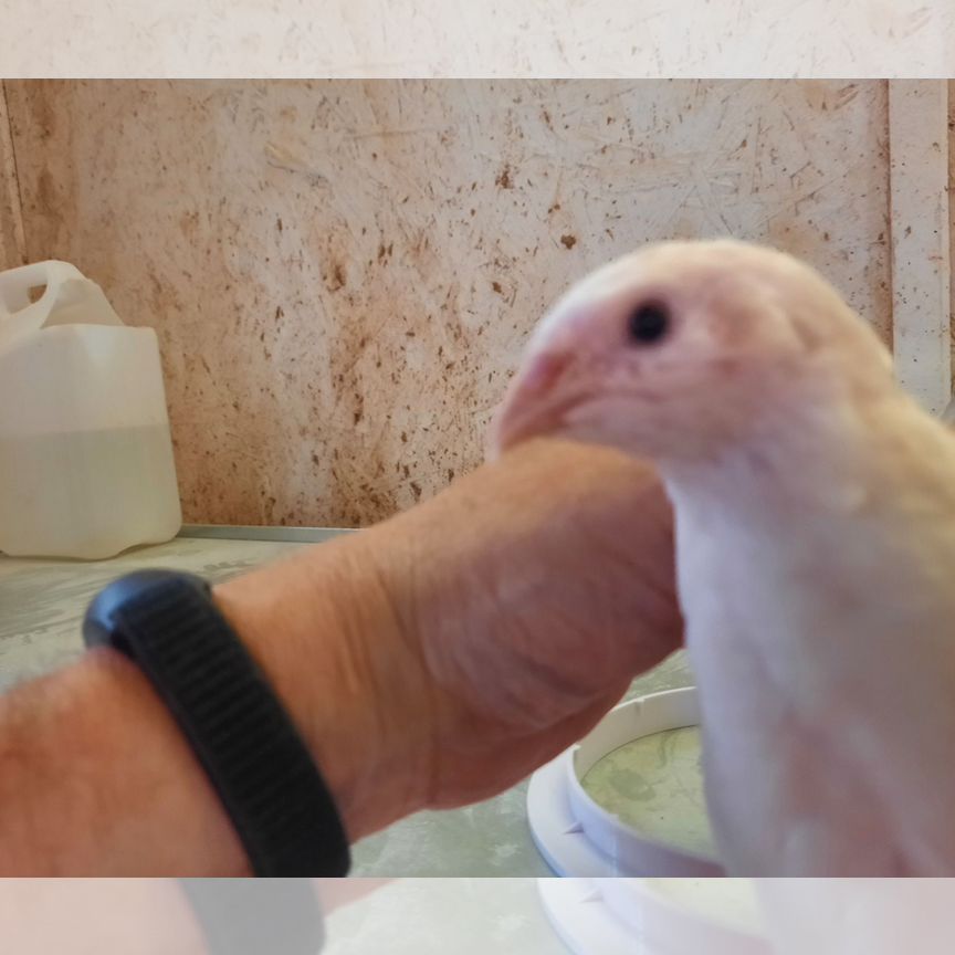 Продам перепела техасский бройлер