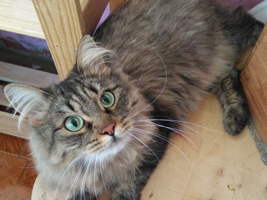 Очаровашка в самые добрые руки