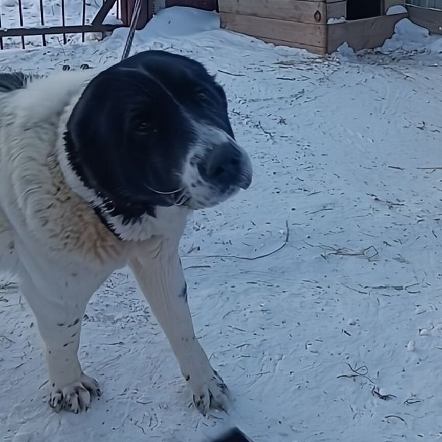 Среднеазиатская овчарка, взрослая собака