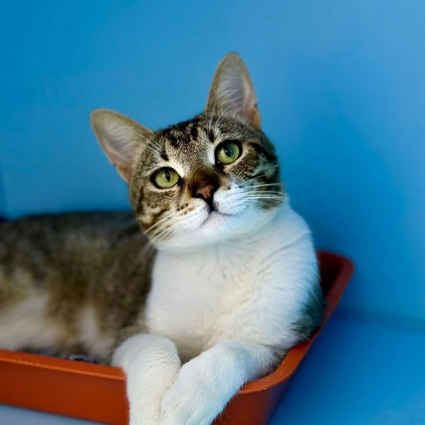 Кофейно-шоколадный красавец Эдичка