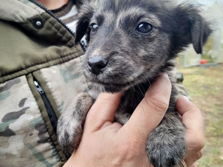 Щенята в добрые руки