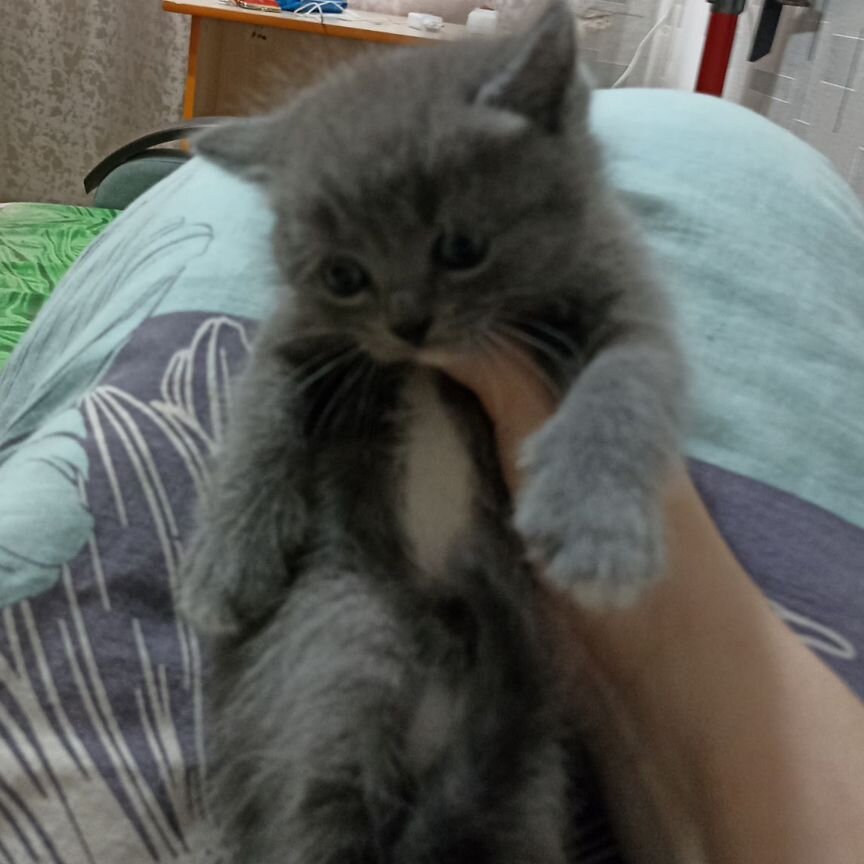 Шотландский вислоухий короткошёрстный котёнок