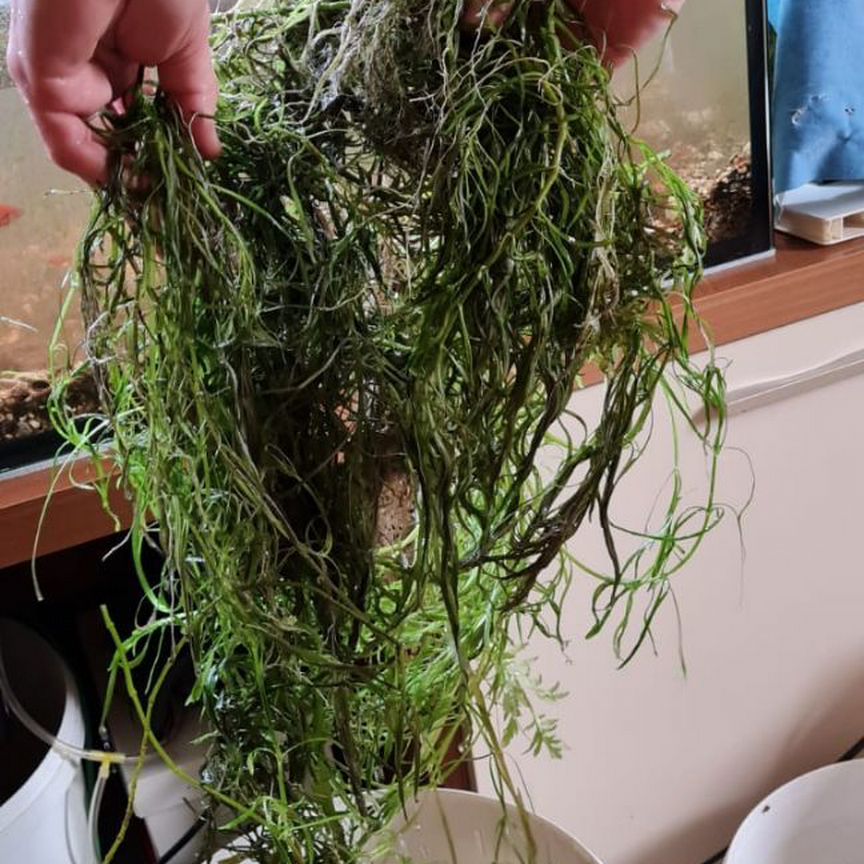 Аквариумное растение