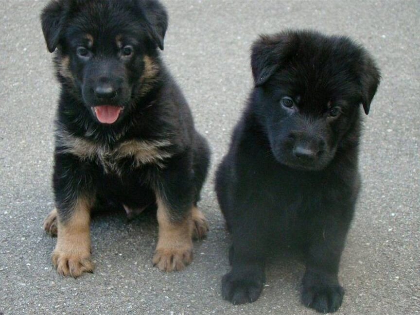 Щенки немецкой овчарки, длинношерстные