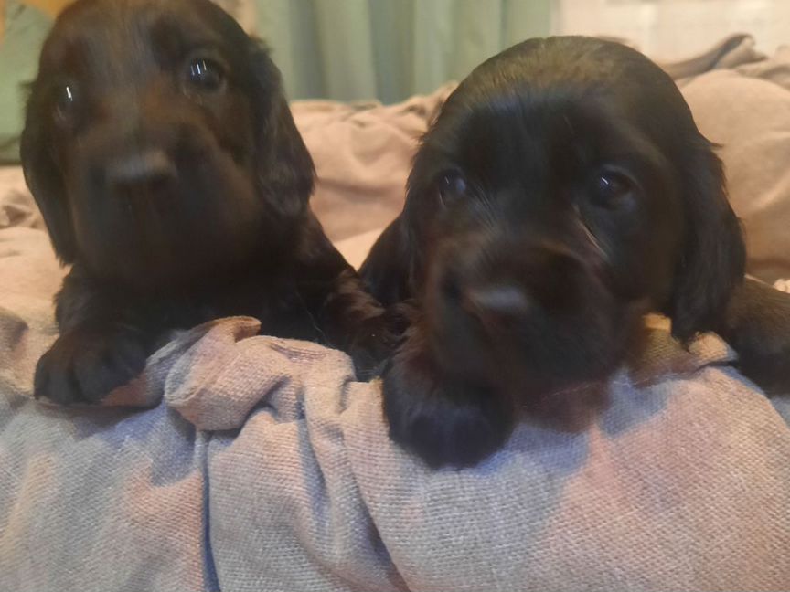 Щенки спаниеля
