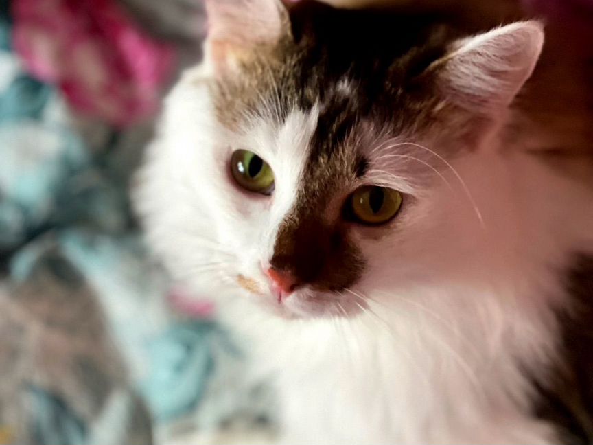 Кот Макс
