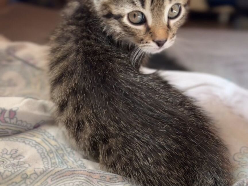 Красивый котёнок ищет семью